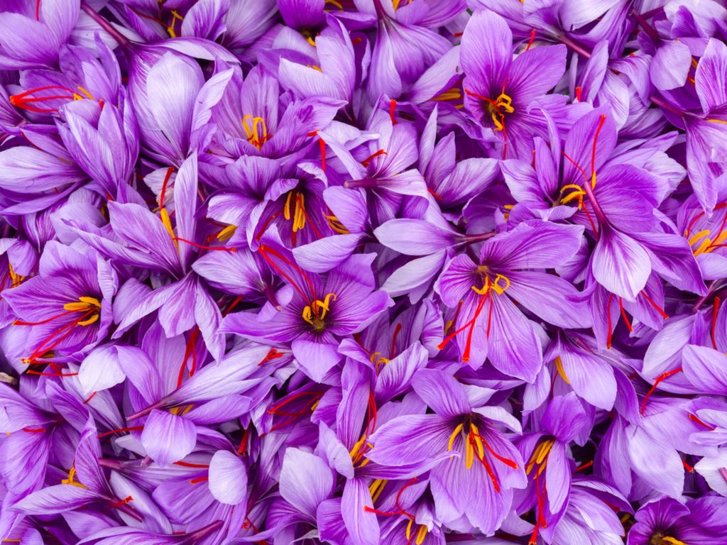 This Flower Symbolizes Wealth—But Only If You Place It in Your Toilet ...